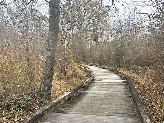 Riverside boardwalk stretches into misty woods, promising discoveries around every bend for curious wanderers.