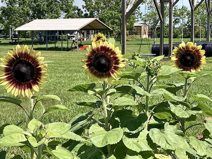 Those gorgeous sunflowers standing tall like nature's welcome committee make the whole farm feel like a warm hug with petals.