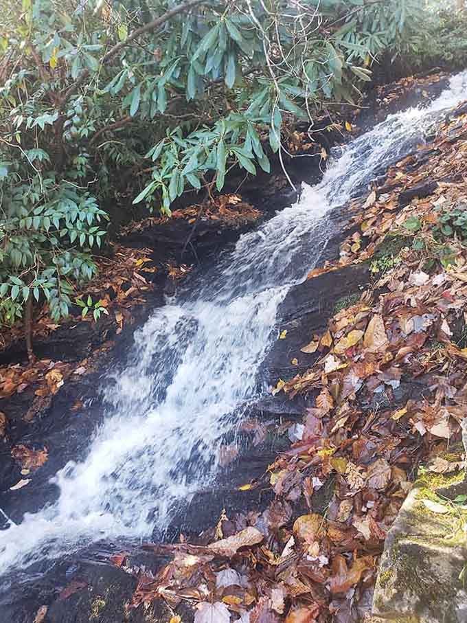 Mountain streams tumble through rhododendron groves, creating the kind of scene Ansel Adams would have loved photographing.