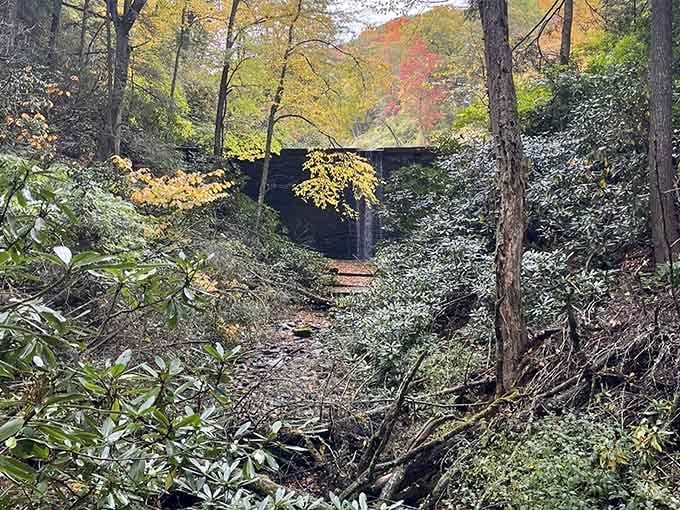 Forest trail winds through towering trees creating natural tunnels of dappled light and peaceful solitude.