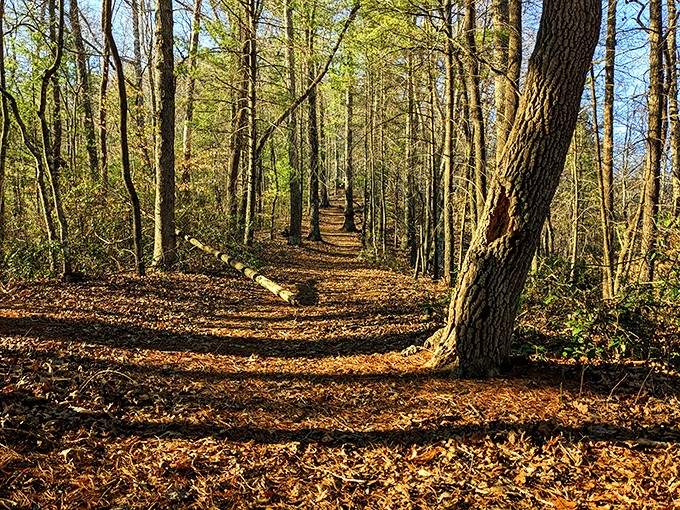 Golden afternoon light filters through the forest, illuminating a trail that promises adventure and maybe a lucky fairy stone discovery.