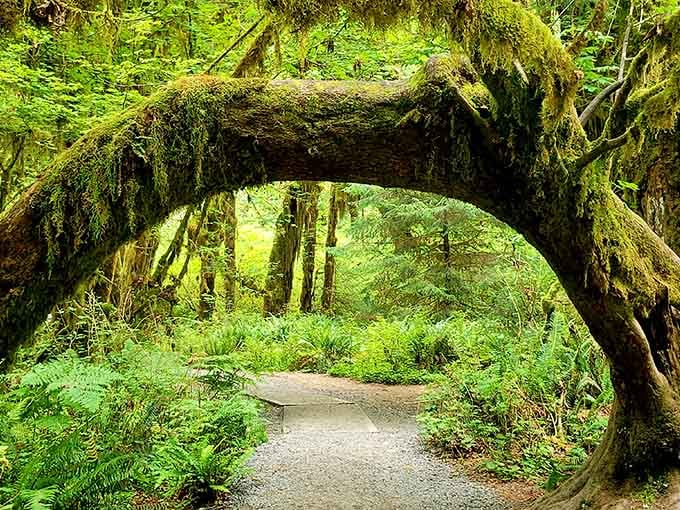 A fallen giant creates a living archway where ferns carpet the floor of this magical realm.