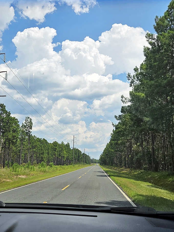 Towering summer clouds frame an open highway through pine forests, promising adventure around every distant bend ahead.