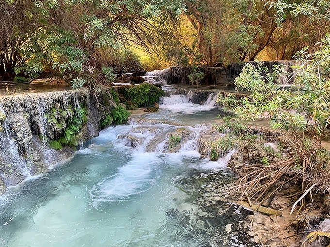 Cascading pools of mineral-rich water create terraces that shimmer like liquid gemstones beneath the sheltering canyon trees.