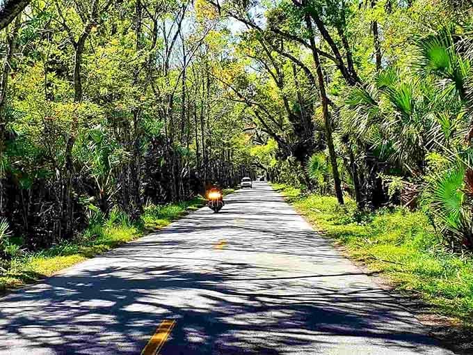 Dappled sunlight dances across the pavement as this canopy road winds through centuries-old trees standing guard like gentle giants.