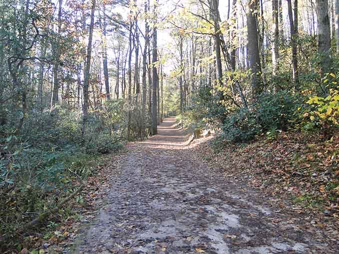 This quiet forest path, dappled with afternoon light, invites you to slow down and breathe in the pine-scented air.