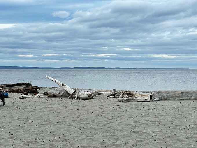 Bleached driftwood scattered across the shore tells stories of storms past while you enjoy the calm present moment.