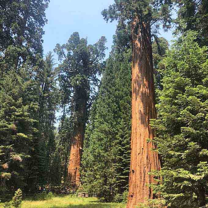 Multiple sequoias stand together in dappled forest light, their massive trunks creating a cathedral of living wood.