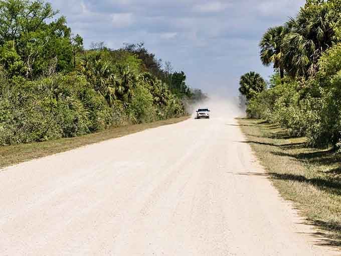 Dust kicks up behind a lone vehicle on this unpaved adventure road through untamed Florida wilderness and palmettos.