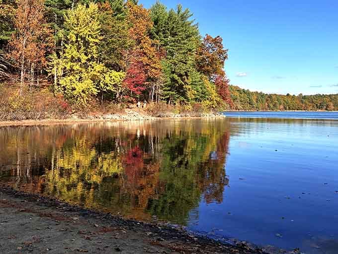 The shoreline captures every crimson and golden leaf in its glassy surface, creating a kaleidoscope that Thoreau himself would've loved.