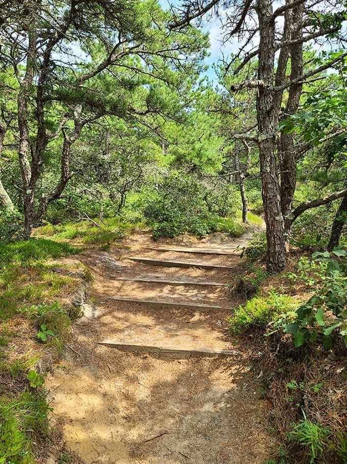 Sandy steps climbing through pitch pines feel like a staircase to a secret world on the Outer Cape.
