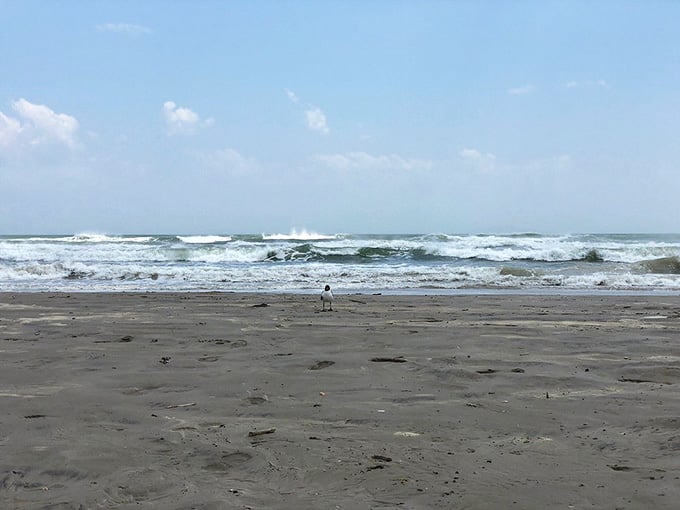 One solitary bird contemplates the powerful surf, reminding us how small and wonderful we really are.
