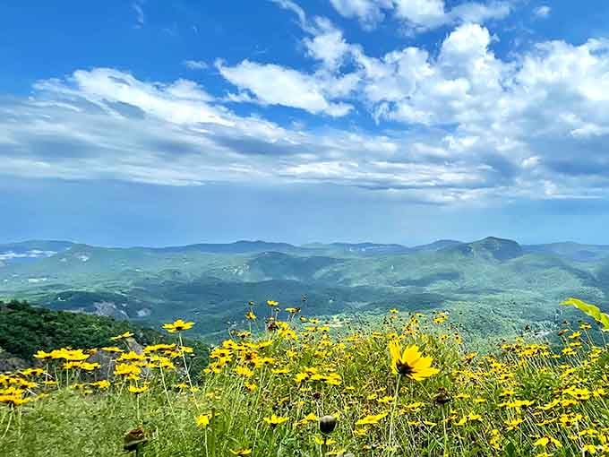 Wild sunflowers frame rolling blue ridges that stretch to the horizon, painting summer in bold yellow and green strokes.
