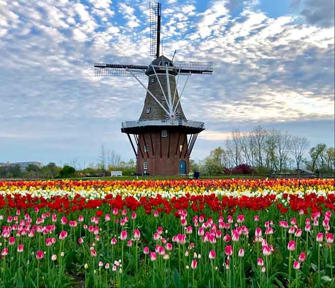 Tulips explode in brilliant waves of color beneath the windmill, painting the landscape like nature's own fireworks display.