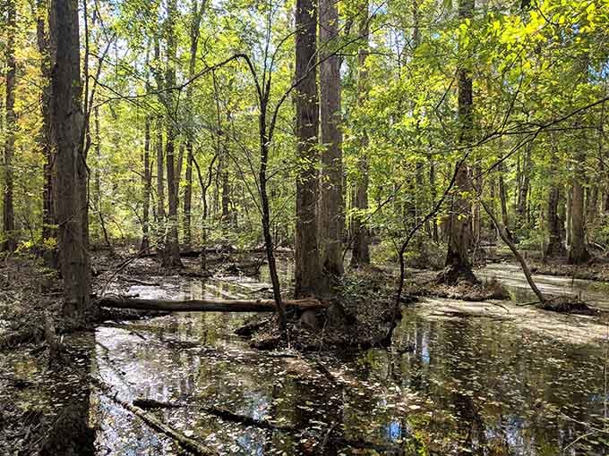 Sunlight filtering through swamp trees creates a cathedral effect that no stained glass could ever match.