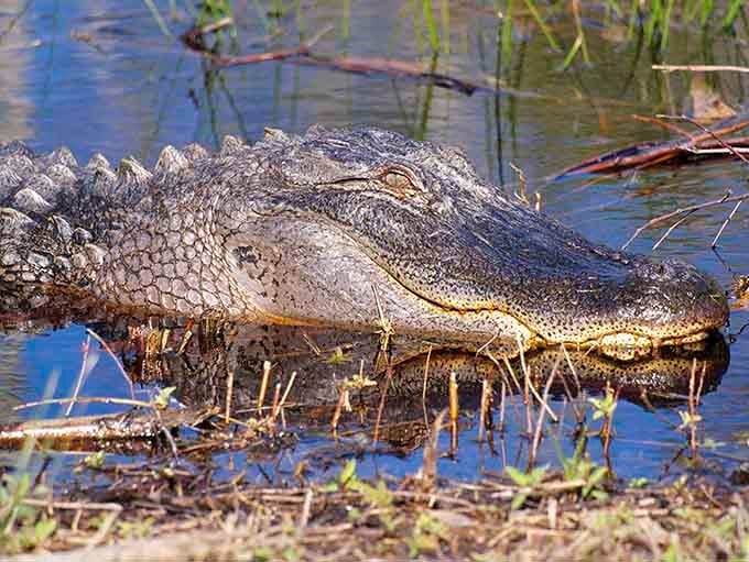 Yes, those are real alligators, reminding you that this refuge earned its name the old-fashioned way.