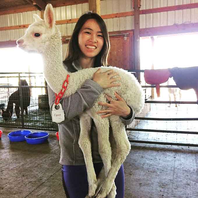 Holding a baby alpaca might be the closest thing to hugging a cloud that actually hugs back.