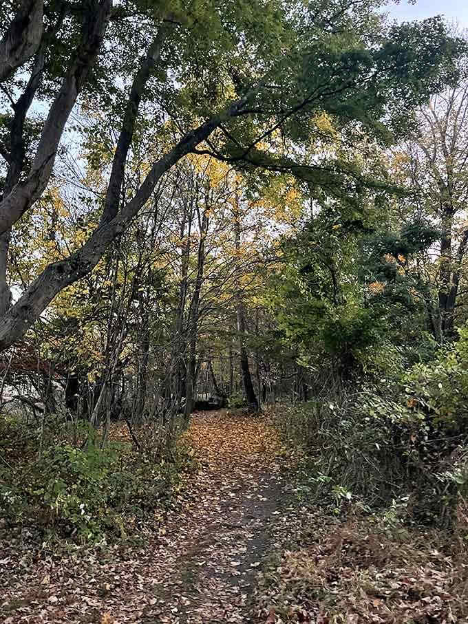 Autumn transforms these trails into a tunnel of gold, proving New Jersey does fall foliage better than anywhere.