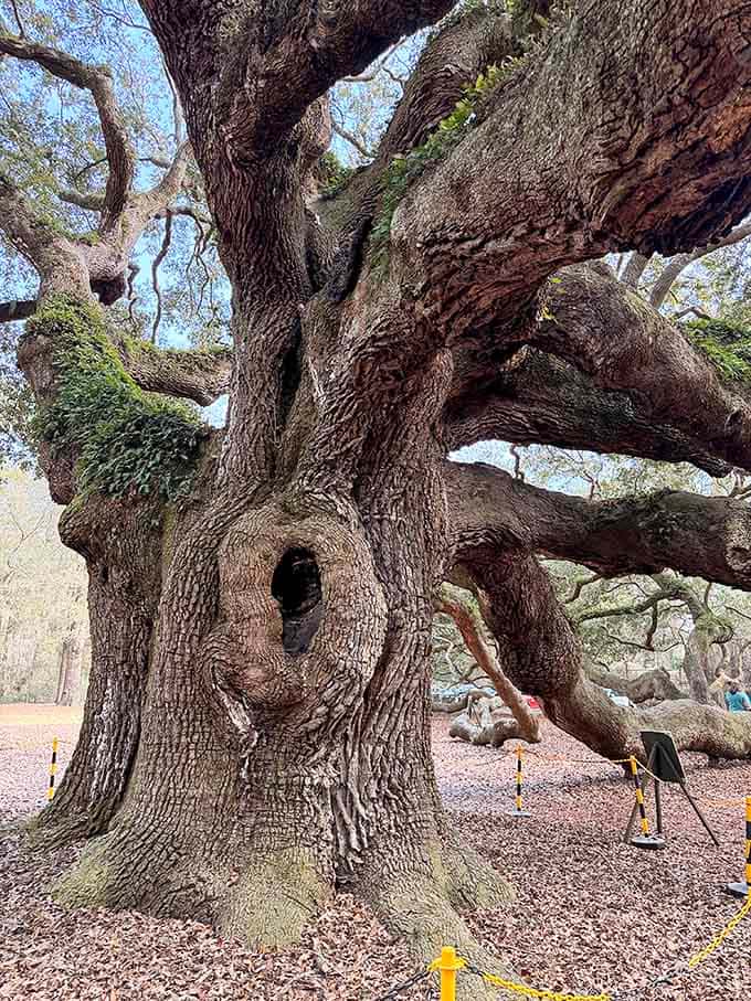 The trunk's gnarled texture tells stories that would make your family history look like yesterday's news.