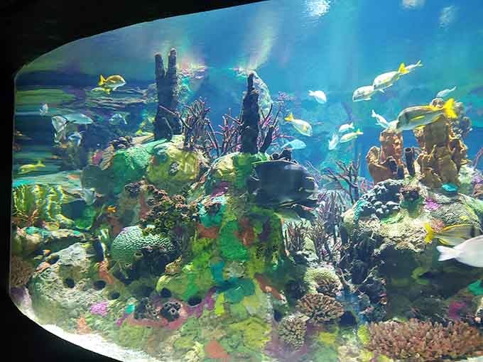 A kaleidoscope of fish that makes your home aquarium look like it needs a serious upgrade.