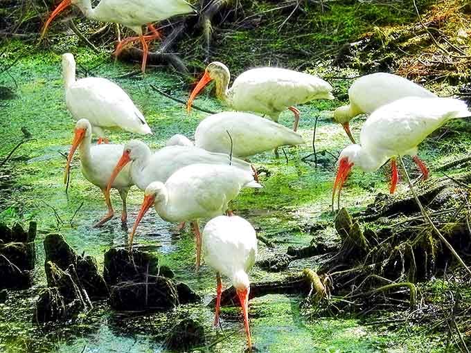 White ibises gather like they're attending the world's most exclusive brunch, and the dress code is feathers.