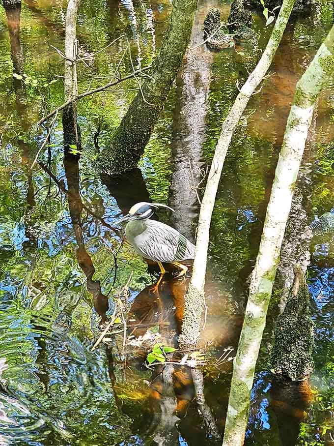 A yellow-crowned night heron strikes a pose among the reflections, proving that patience really is a virtue in nature.
