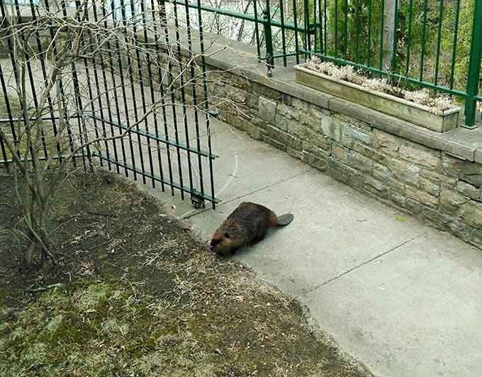 Even the local wildlife appreciates the chasm's appeal, though this beaver seems more interested in engineering than sightseeing.