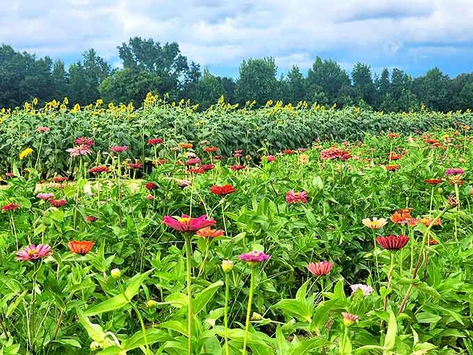 When sunflowers share the stage with zinnias, you get a color explosion that puts fireworks to shame.