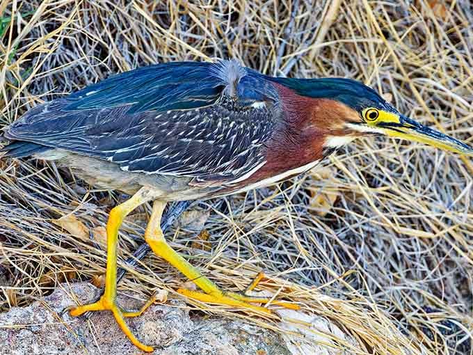 A green heron hunting breakfast, completely unbothered by human swimmers just feet away in the spring-fed pool.