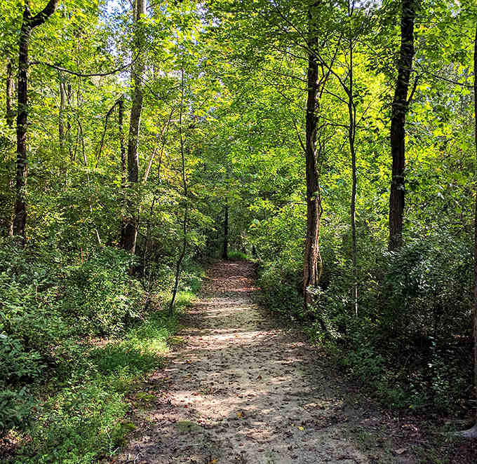 Forest paths wind through upland areas, offering a completely different vibe from the watery boardwalk below.