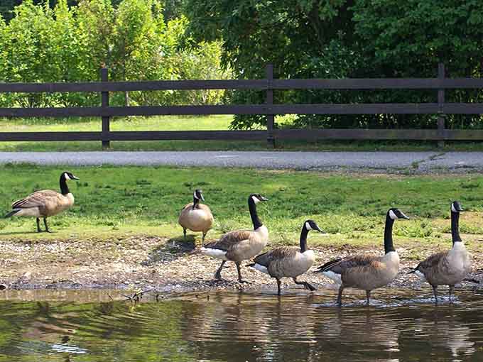 The local geese patrol marching along like they're conducting very important business, which they probably are.