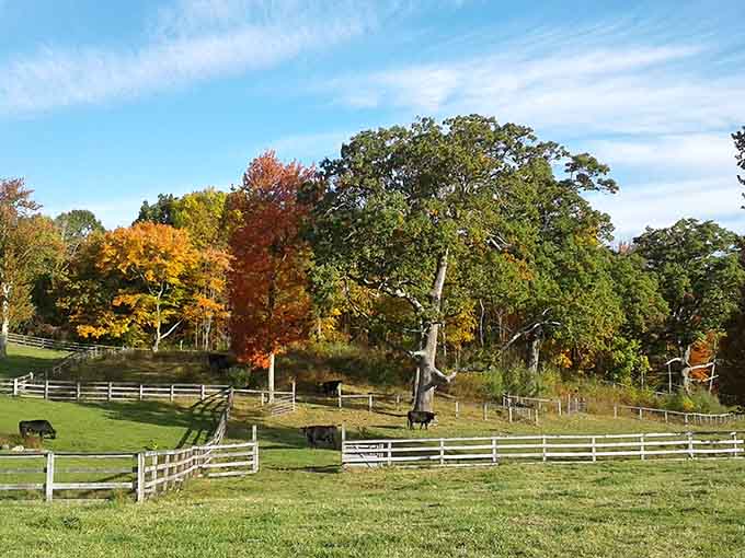 White fences and autumn trees create a pastoral scene so perfect, you'll swear someone staged it for a calendar.