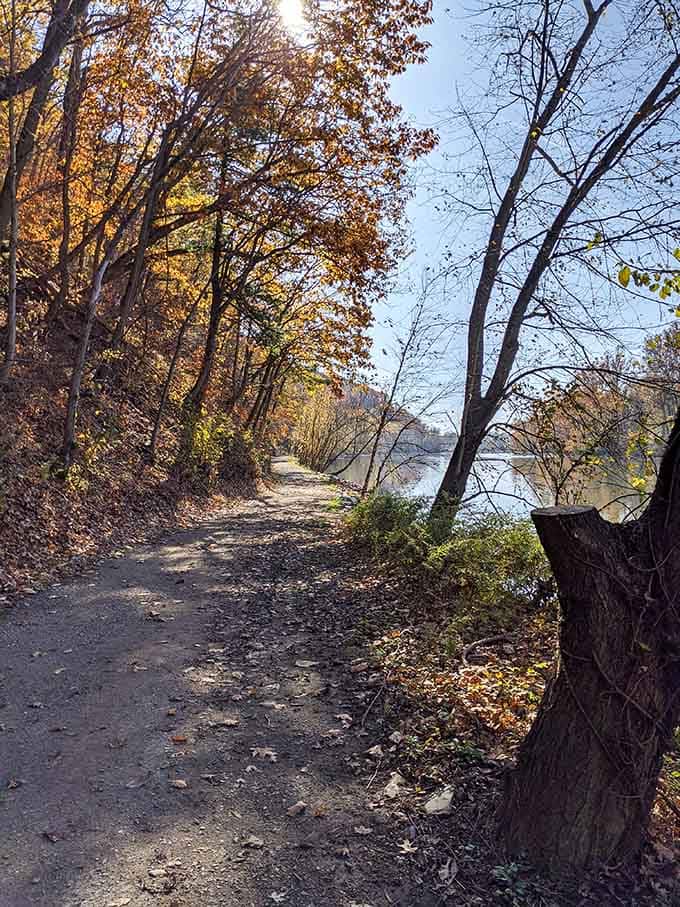 Autumn along the riverside trail delivers colors so vibrant they make your phone's camera weep with inadequacy.
