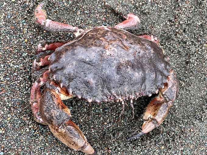 Even the local crabs look different here, perfectly camouflaged against sand that matches their shells.