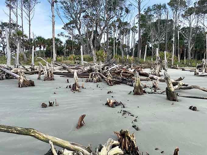 At low tide, the full drama reveals itself&mdash;a forest frozen in time, perfectly preserved by salt.