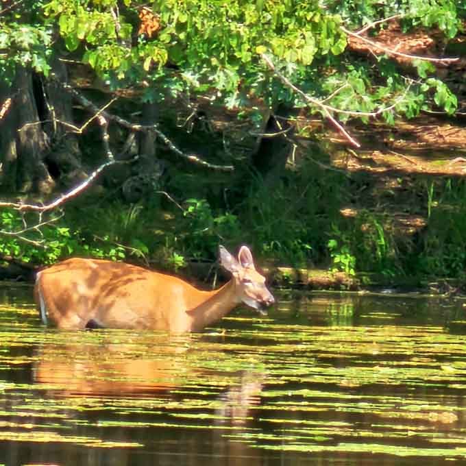 Local wildlife casually wading through their backyard, completely unbothered by the occasional respectful human visitor passing through.