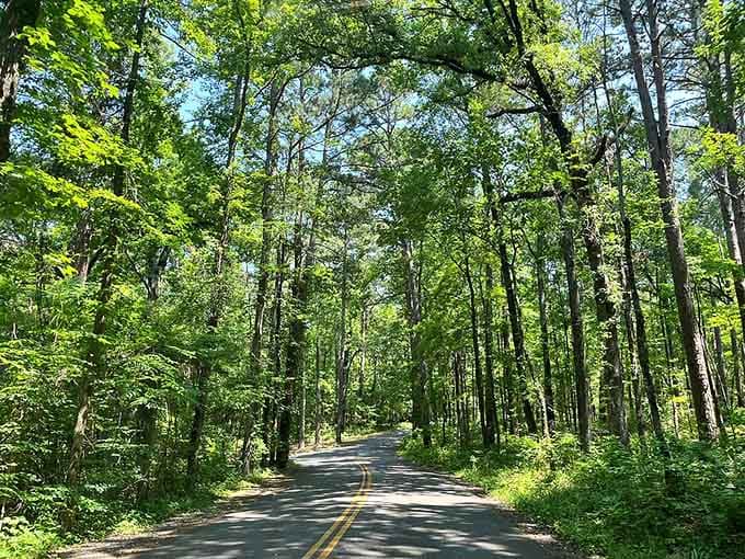 Tree-lined roads lead you deeper into this unexpected landscape, building anticipation with every turn and mile marker.