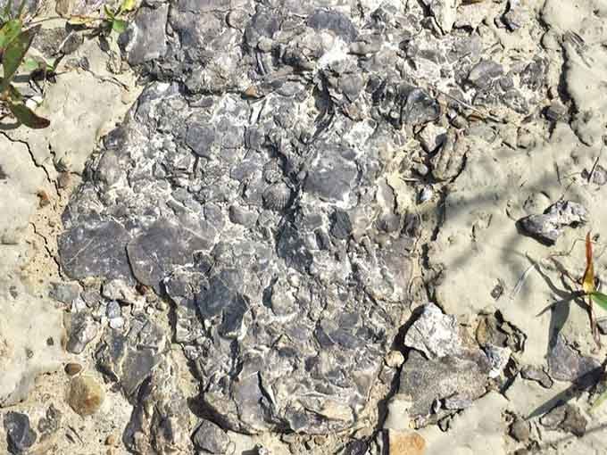 Your first brachiopod discovery, perfectly preserved in limestone like nature's own time capsule.