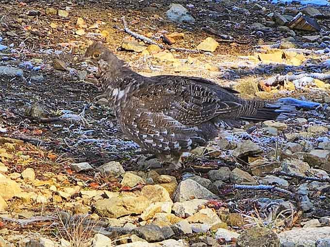 Mountain birds blend into the landscape so perfectly you'll wonder if they took a camouflage class from the rocks themselves.