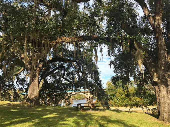 Spanish moss drapes over riverside picnic spots like nature's own curtains, admission price absolutely zero.