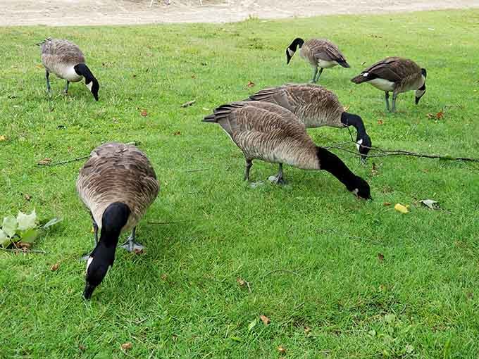 Canada geese claiming the lawn like they paid the entrance fee and own the place.