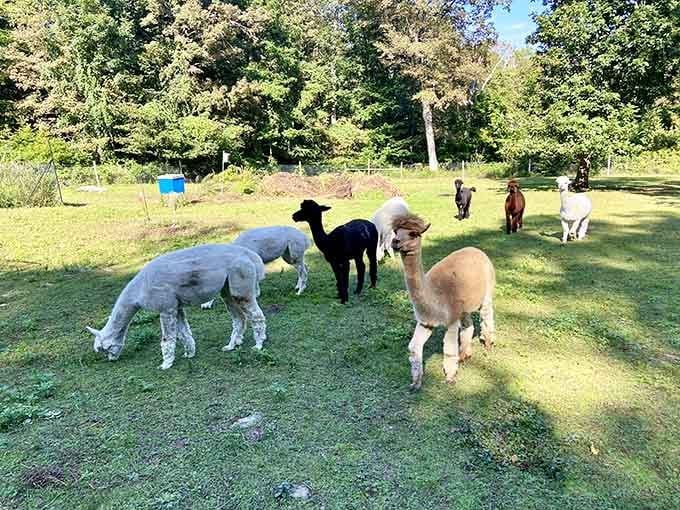 Meet Chester's most photogenic residents, who are significantly friendlier than most celebrities and infinitely more huggable.