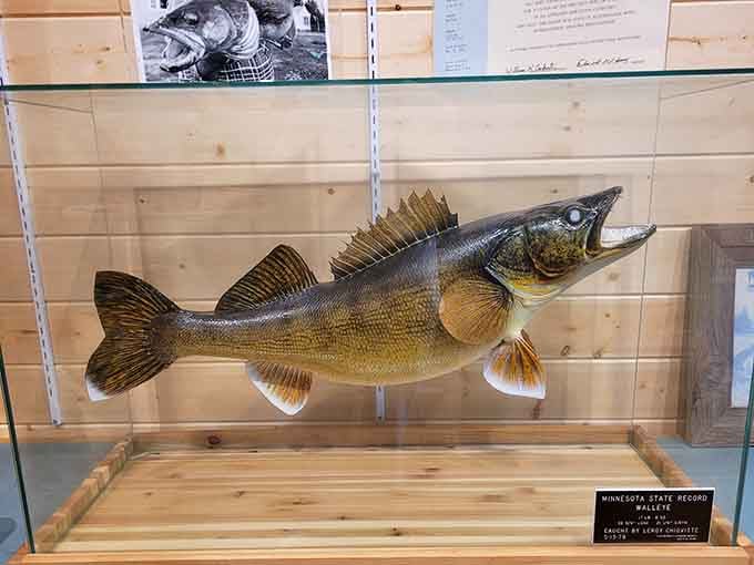 That's a Minnesota state record walleye, proving that fish tales around here are sometimes actually true.
