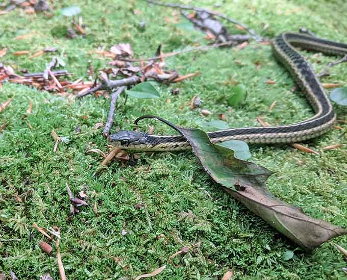 Even the local garter snakes come out to greet visitors, though most prefer admiring from a distance.