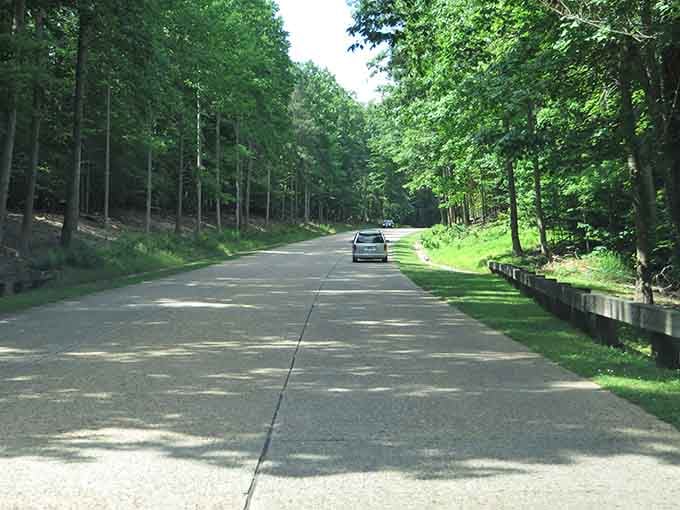 Dappled shade transforms an ordinary drive into something magical, like cruising through a living impressionist painting.