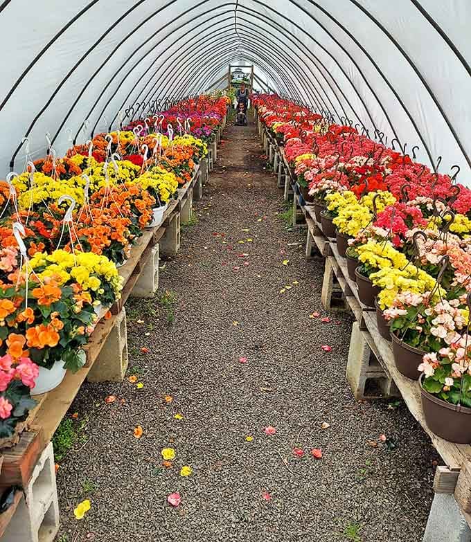 A greenhouse tunnel exploding with blooms in every color, perfect for folks who talk to their plants.