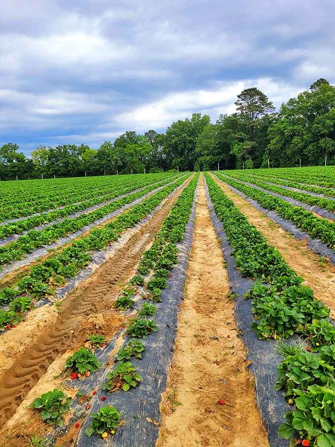 This Pick-Your-Own Strawberry Farm In South Carolina Is The Perfect ...