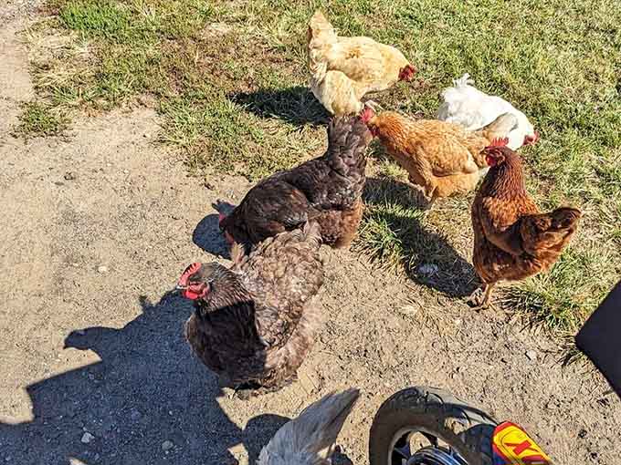 Free-range chickens roaming the grounds, living their best farm life while you're picking tulips nearby.