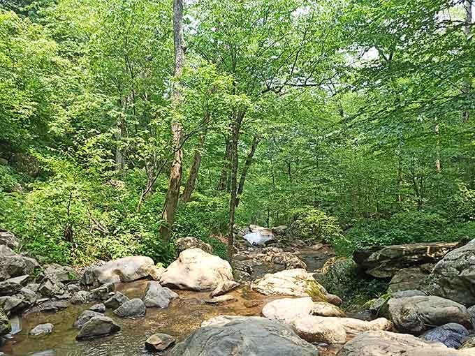 The creek's gentle flow over smooth stones creates nature's own meditation soundtrack, no subscription required.
