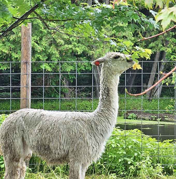 Alpacas have perfected the art of looking simultaneously elegant and completely unbothered by your photography attempts.